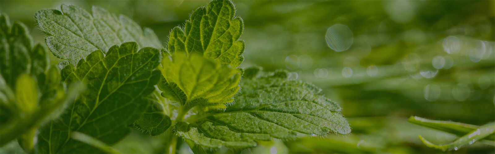 why-natural-six-bg - Coldrops EN